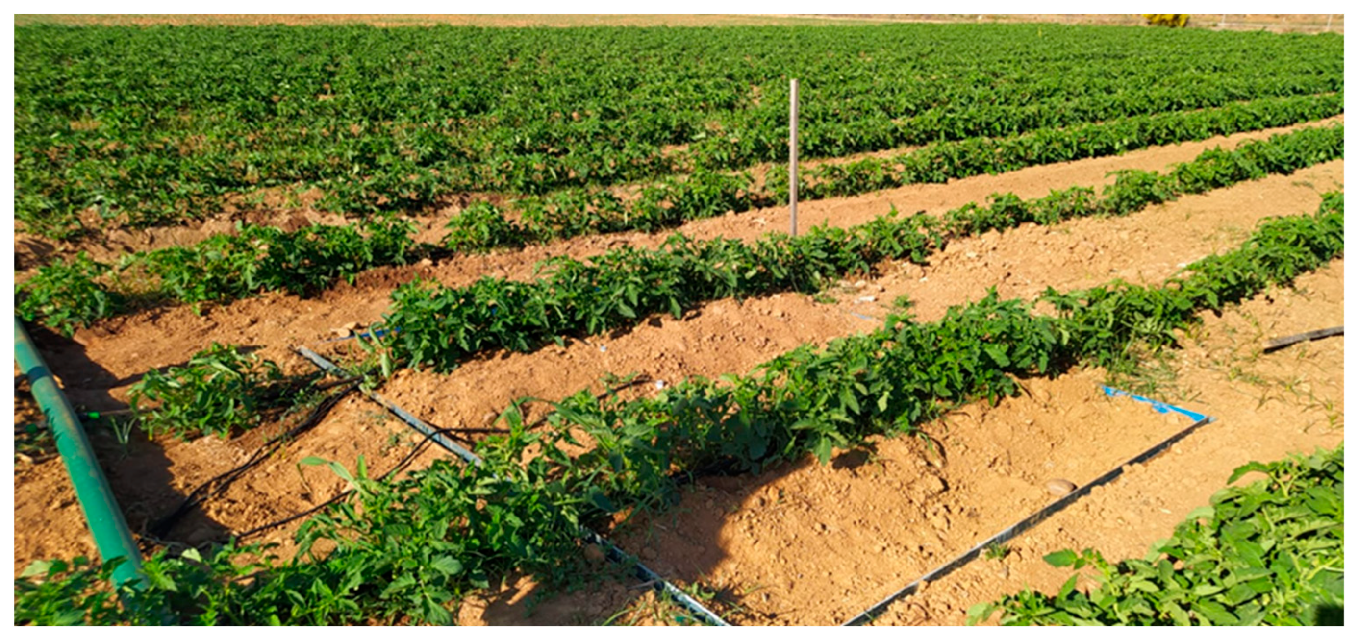 Digital Twin Irrigation Strategies to Mitigate Drought Effects in ...