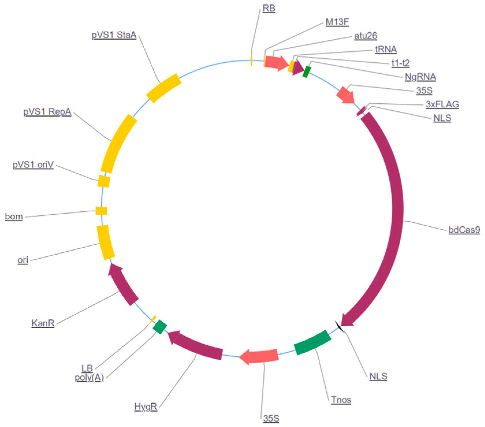 Establishment of an Effective Gene Editing System for ‘Baihuayushizi ...