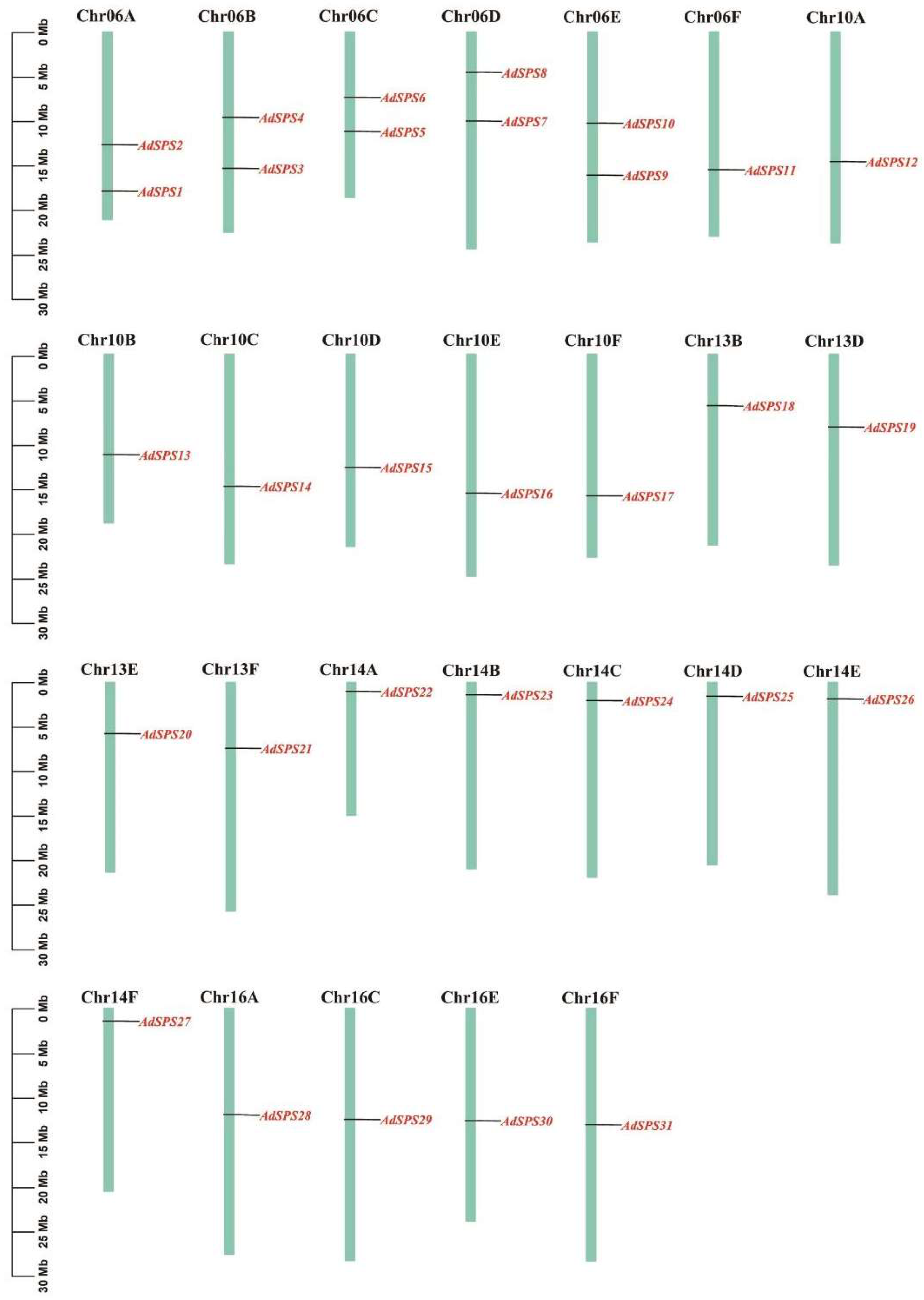Genome-Wide Identification of the AdSPS Gene Family and Light Quality ...