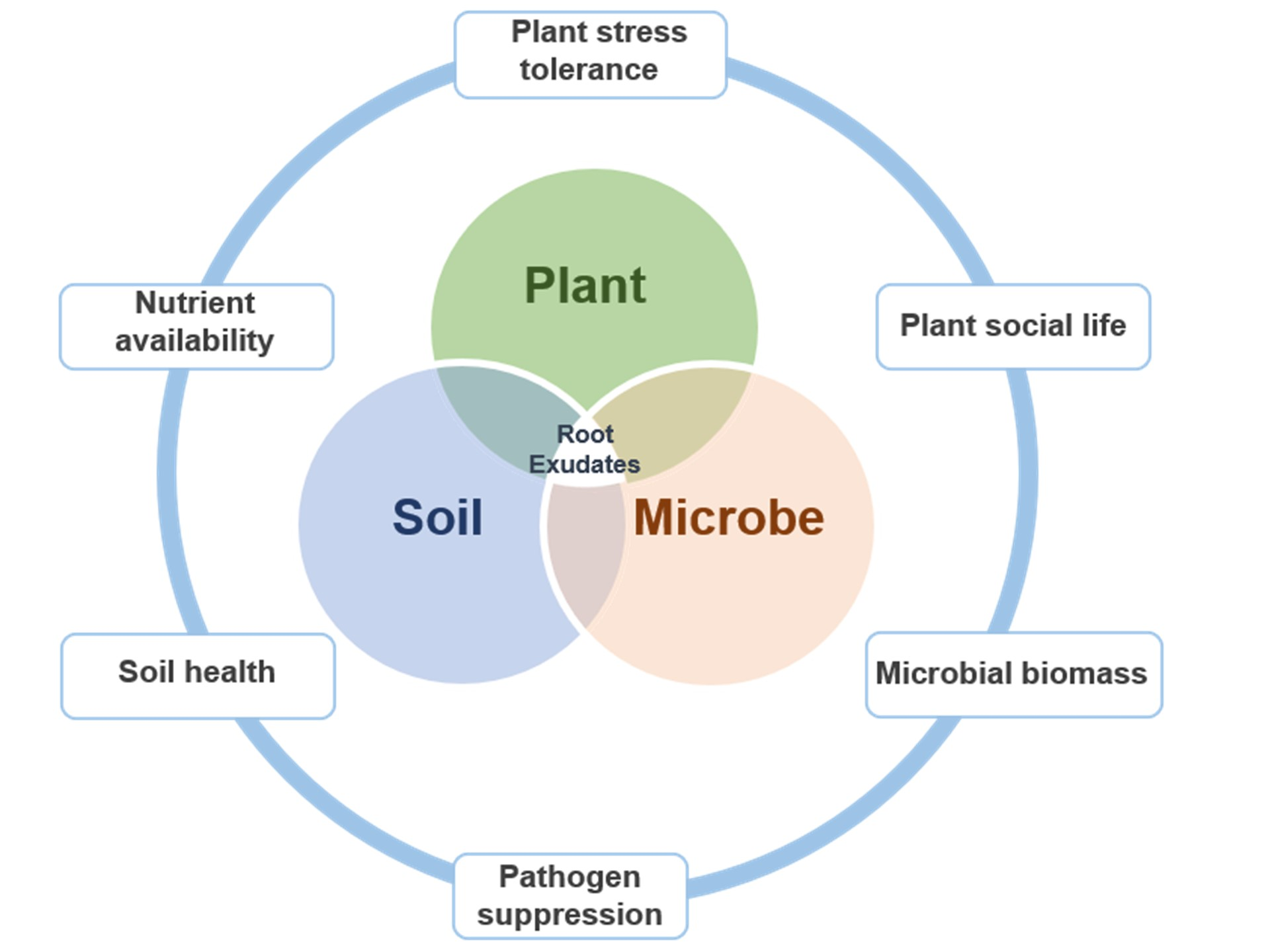 Exploring the Role of Root Exudates in Shaping Plant–Soil–Microbe ...