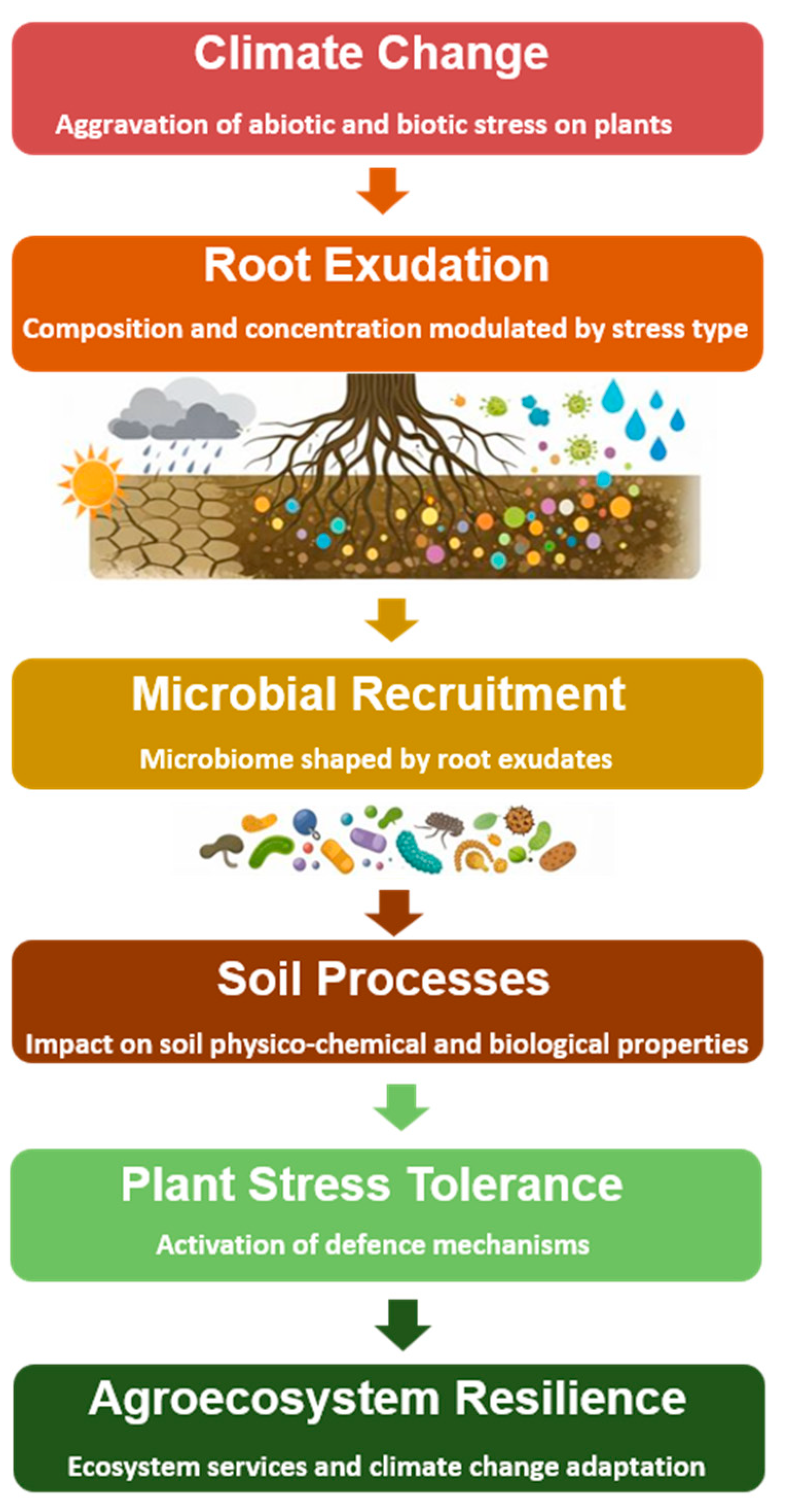 Exploring the Role of Root Exudates in Shaping Plant–Soil–Microbe ...