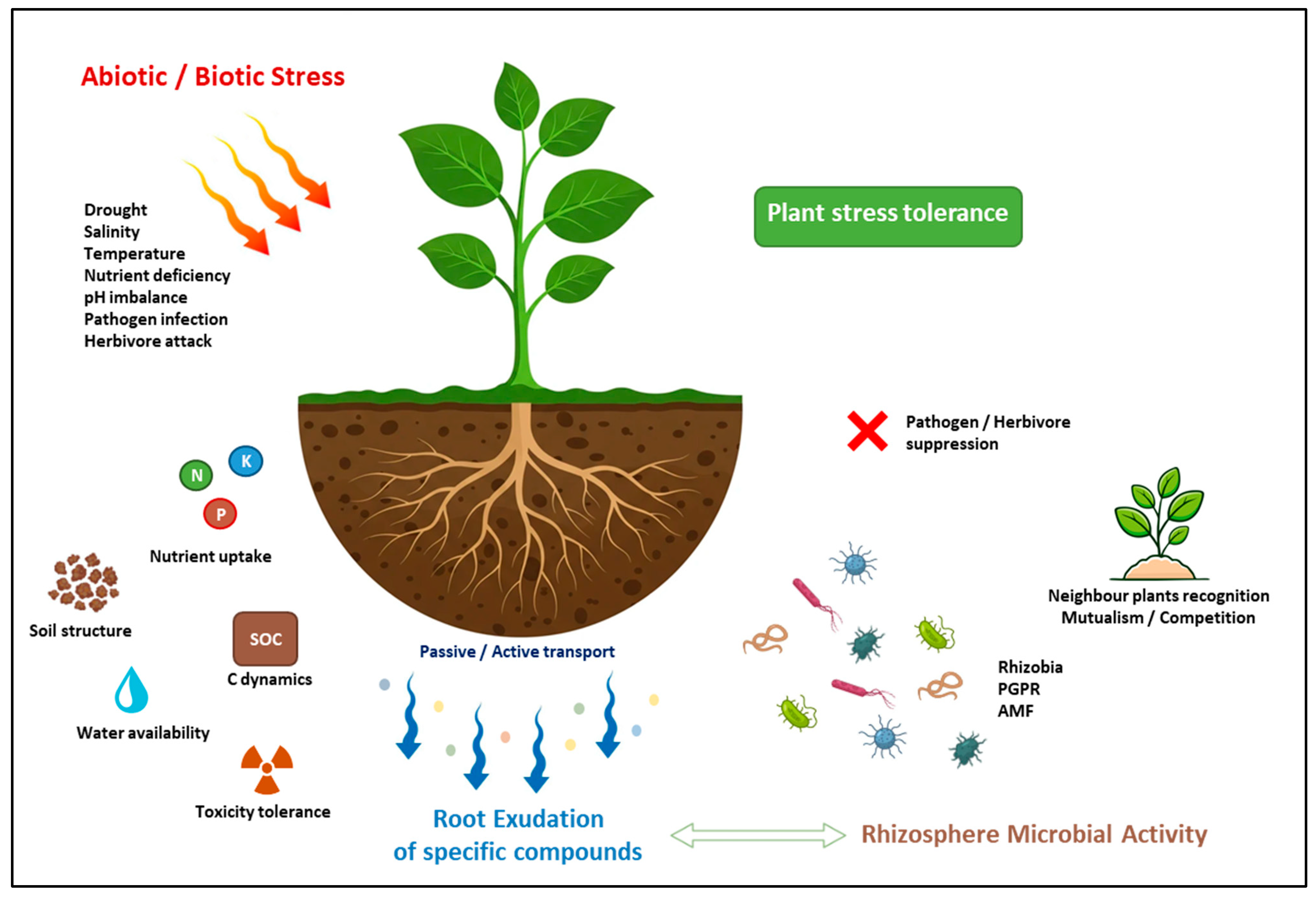 Exploring the Role of Root Exudates in Shaping Plant–Soil–Microbe ...