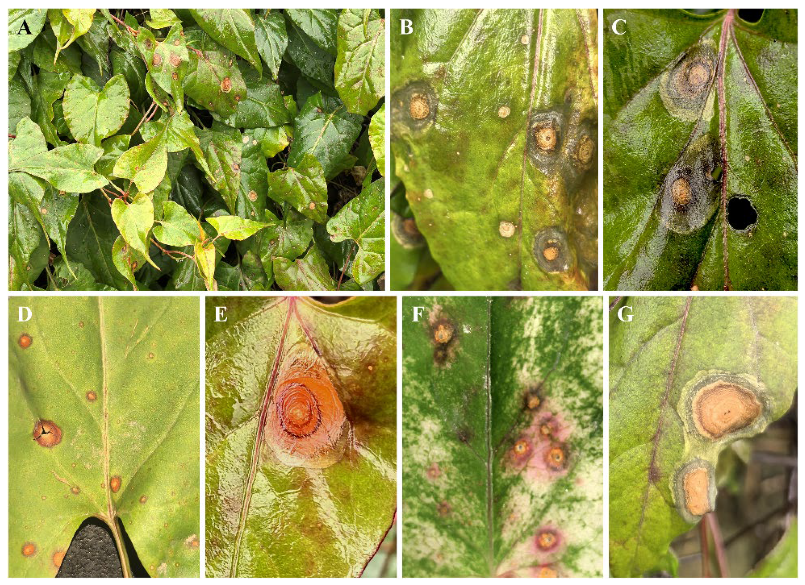 Identification and Pathogenicity of Fungal Pathogens Associated with ...