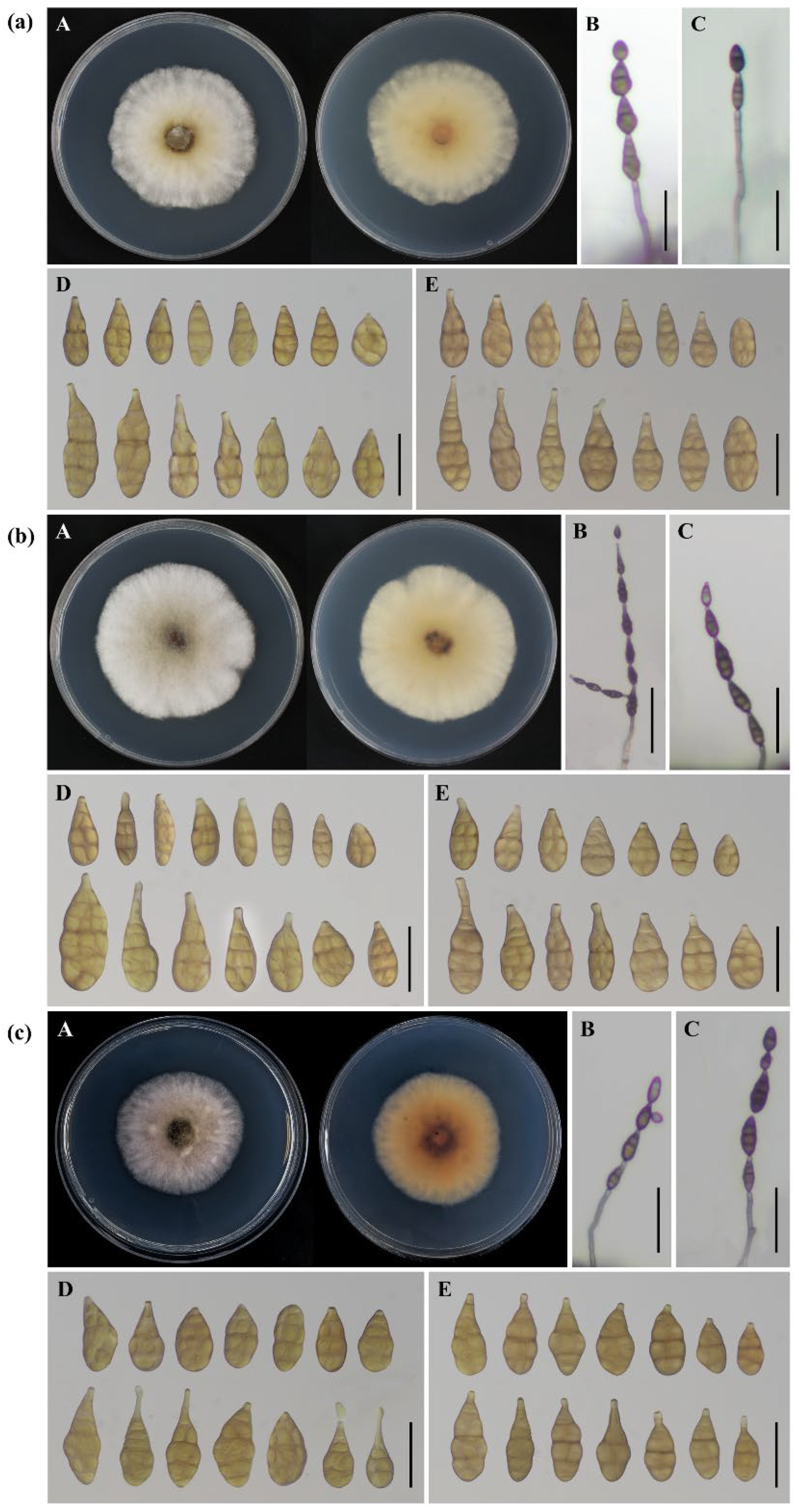 Identification and Pathogenicity of Fungal Pathogens Associated with ...