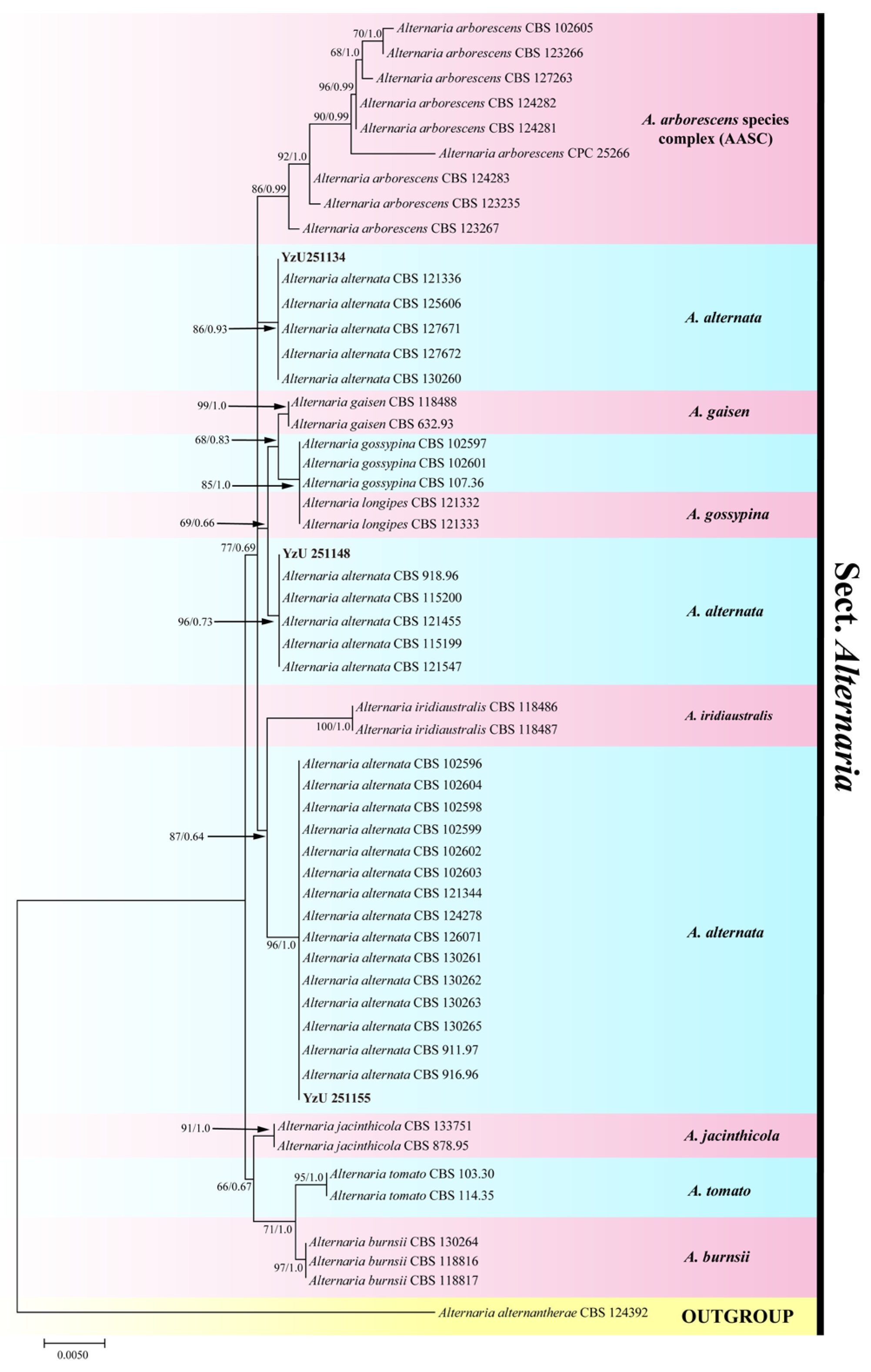 Identification and Pathogenicity of Fungal Pathogens Associated with ...