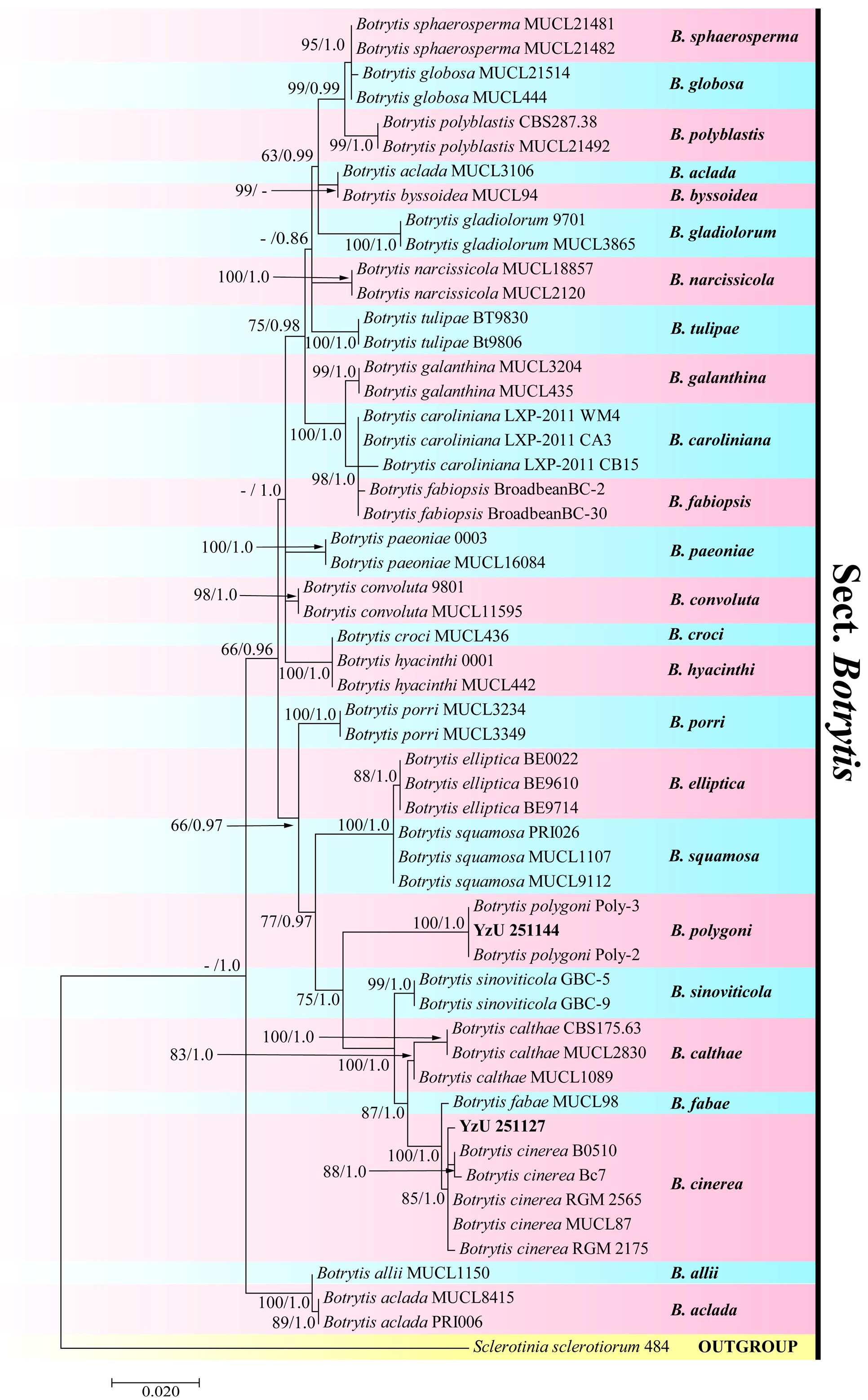 Identification and Pathogenicity of Fungal Pathogens Associated with ...