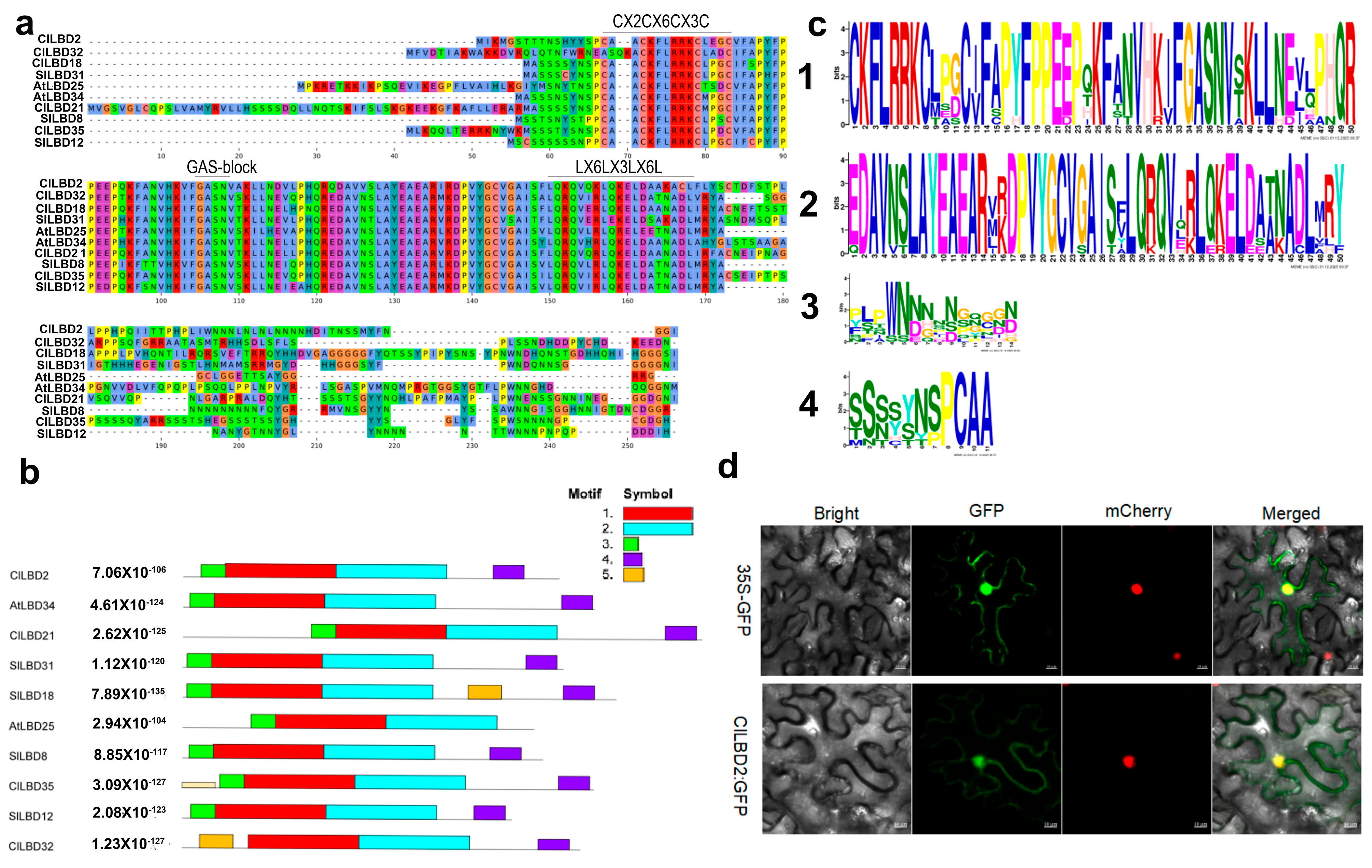 Genome-Wide Identification of LBD Transcription Factors Revealed the ...