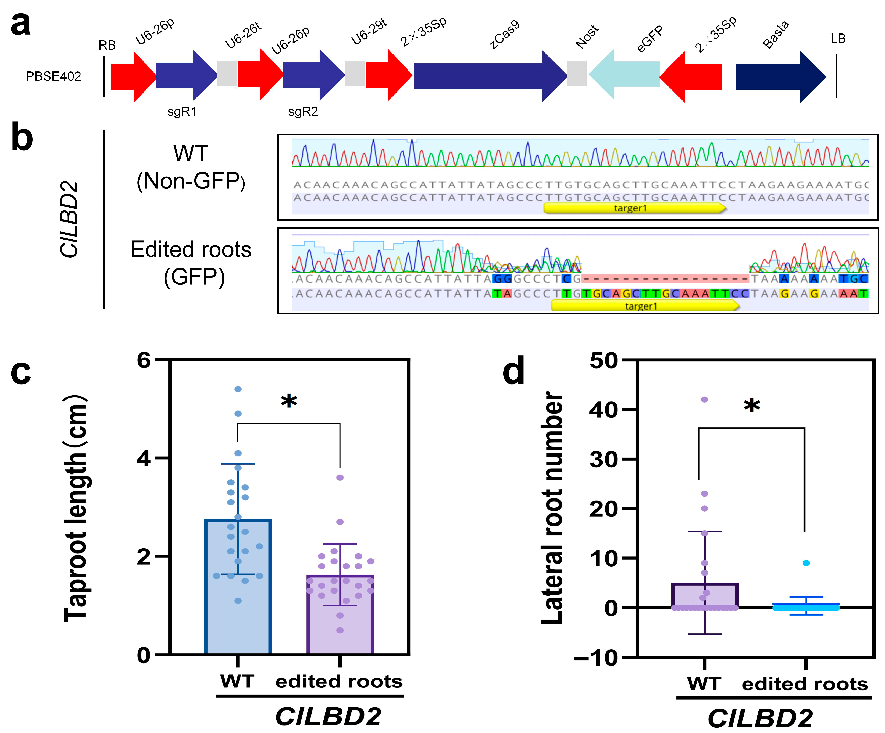 Genome-Wide Identification of LBD Transcription Factors Revealed the ...