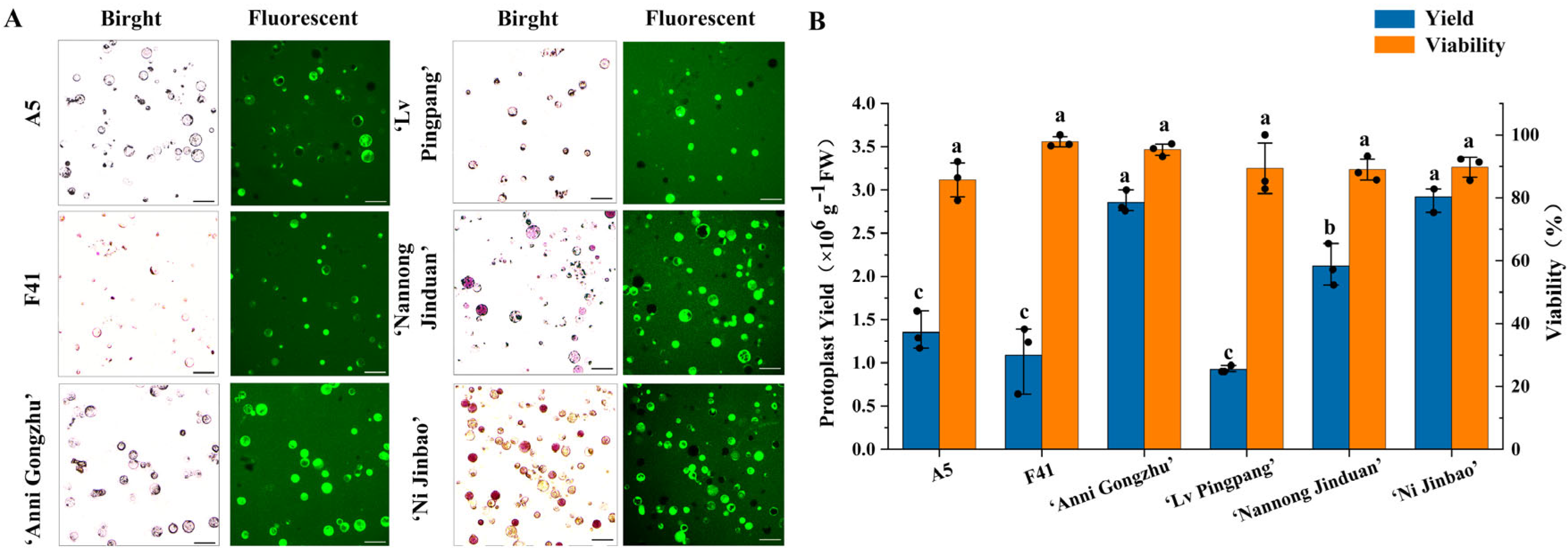 Establishment of a High-Efficiency Protoplast Isolation and Transient ...