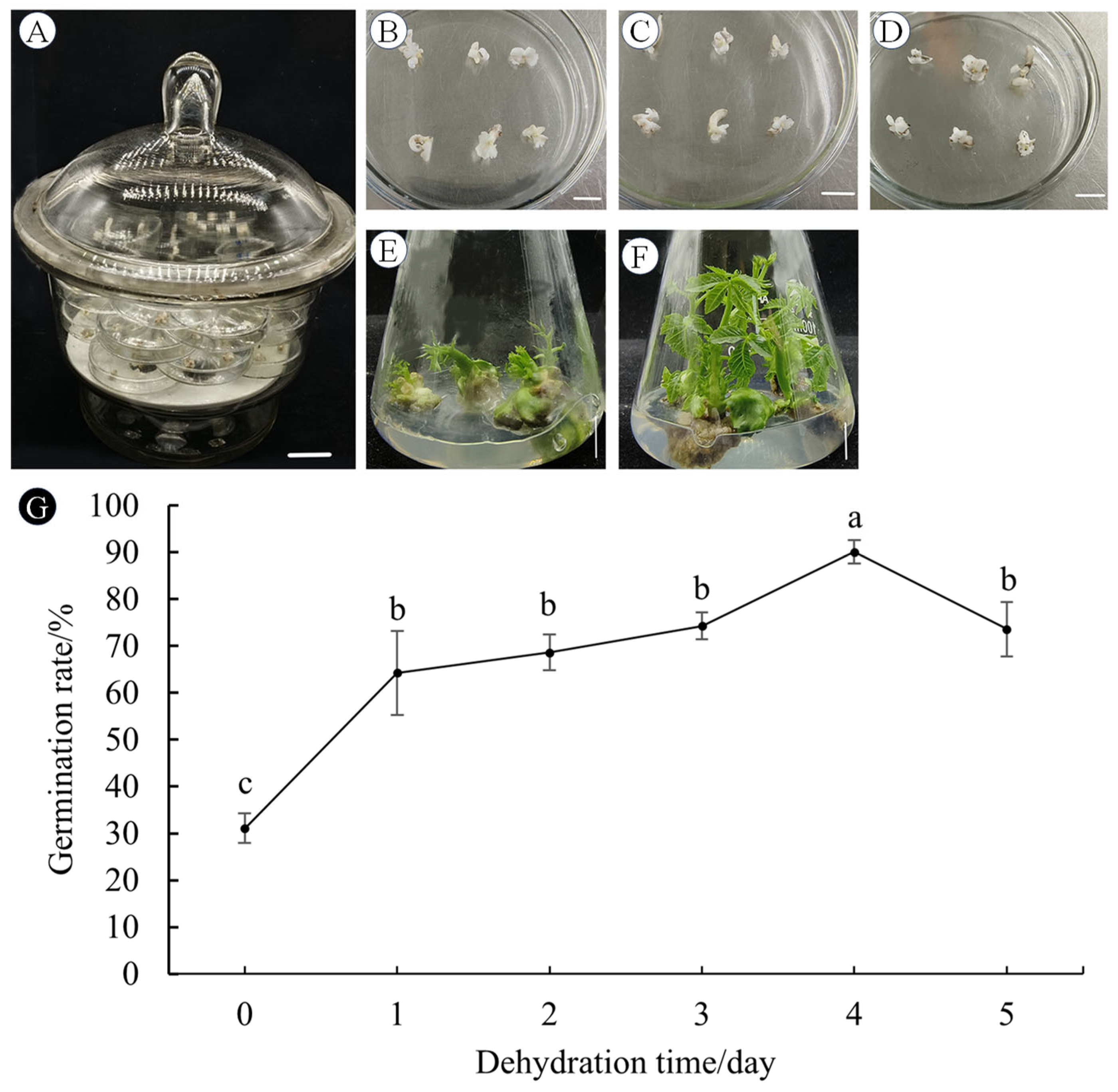 Plant Regeneration via Somatic Embryogenesis in Juglans regia ‘Yunxin ...