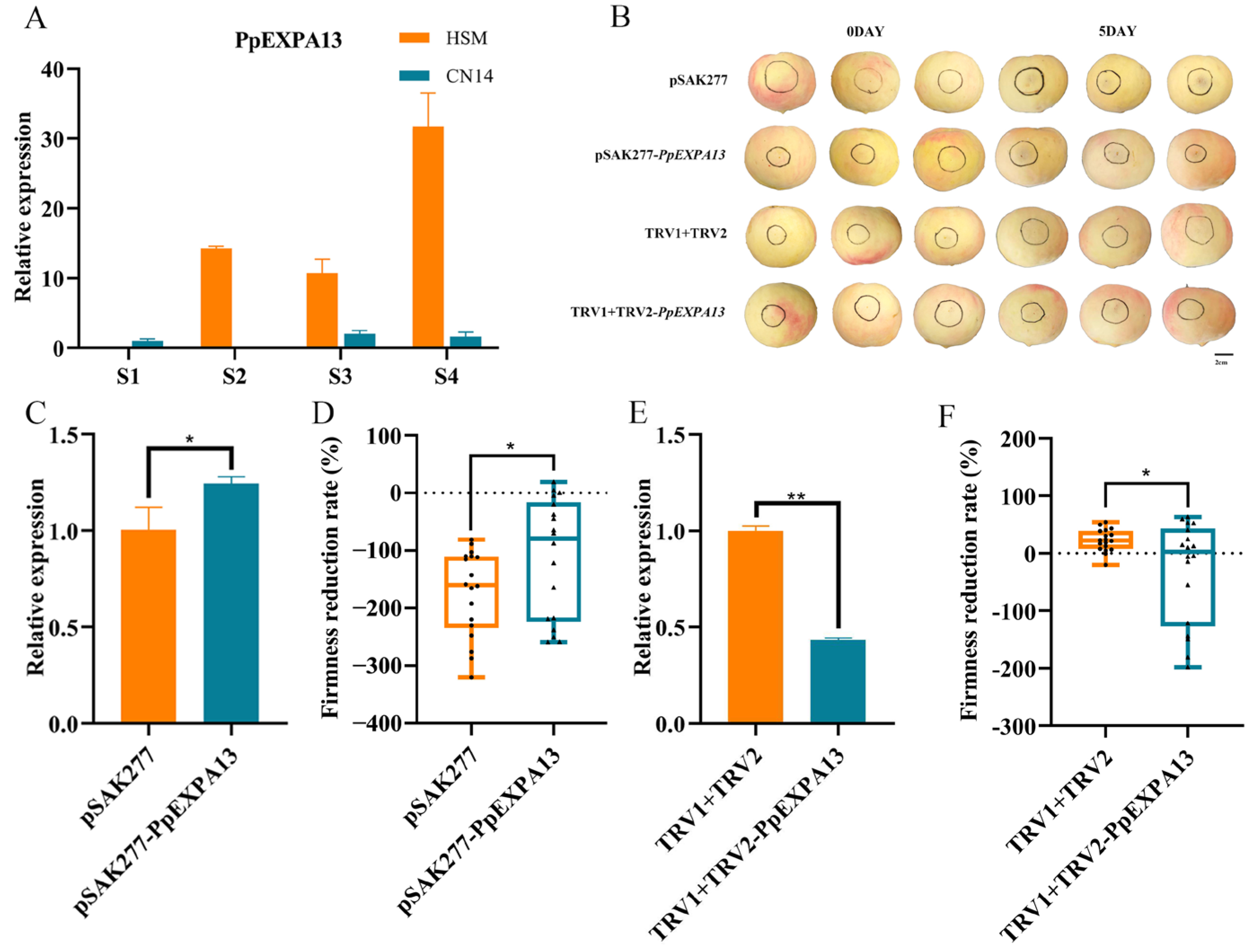 Expansin Gene PpEXPA13, Regulated by PpMYC2, Promotes Fruit Softening ...