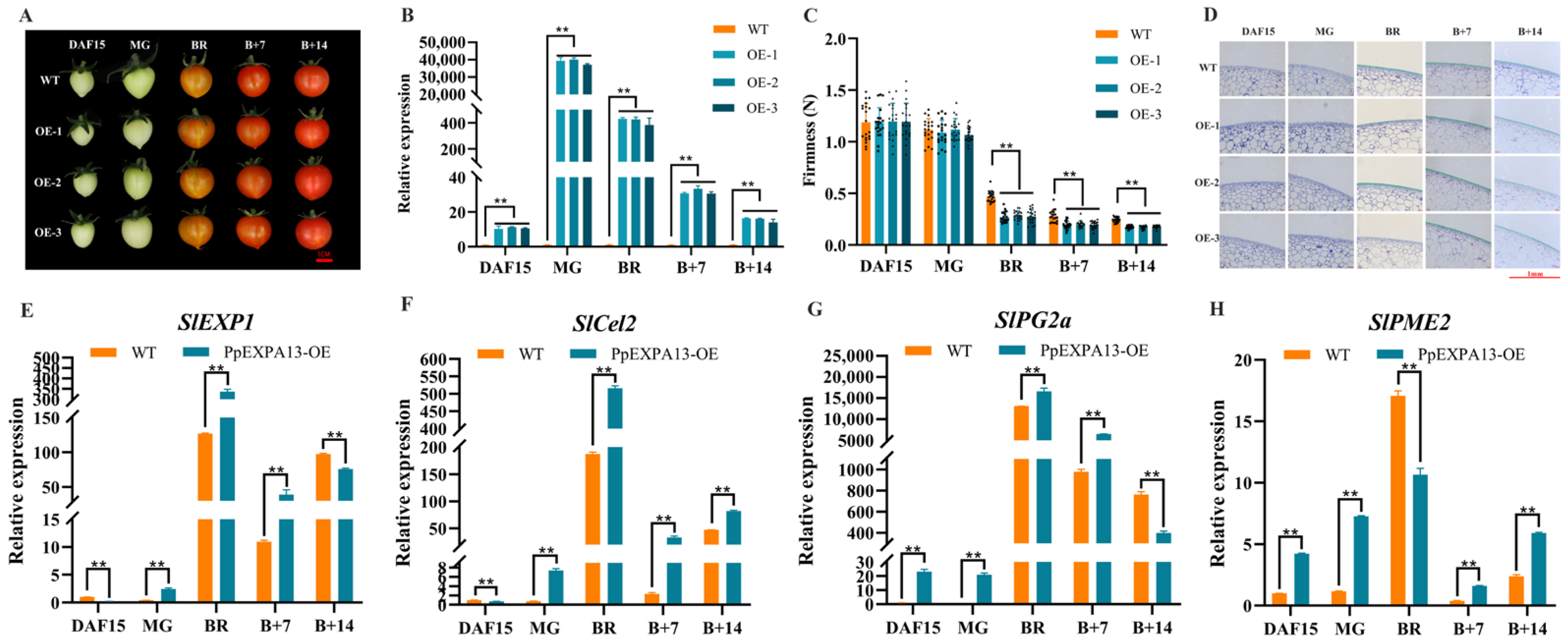 Expansin Gene PpEXPA13, Regulated by PpMYC2, Promotes Fruit Softening ...