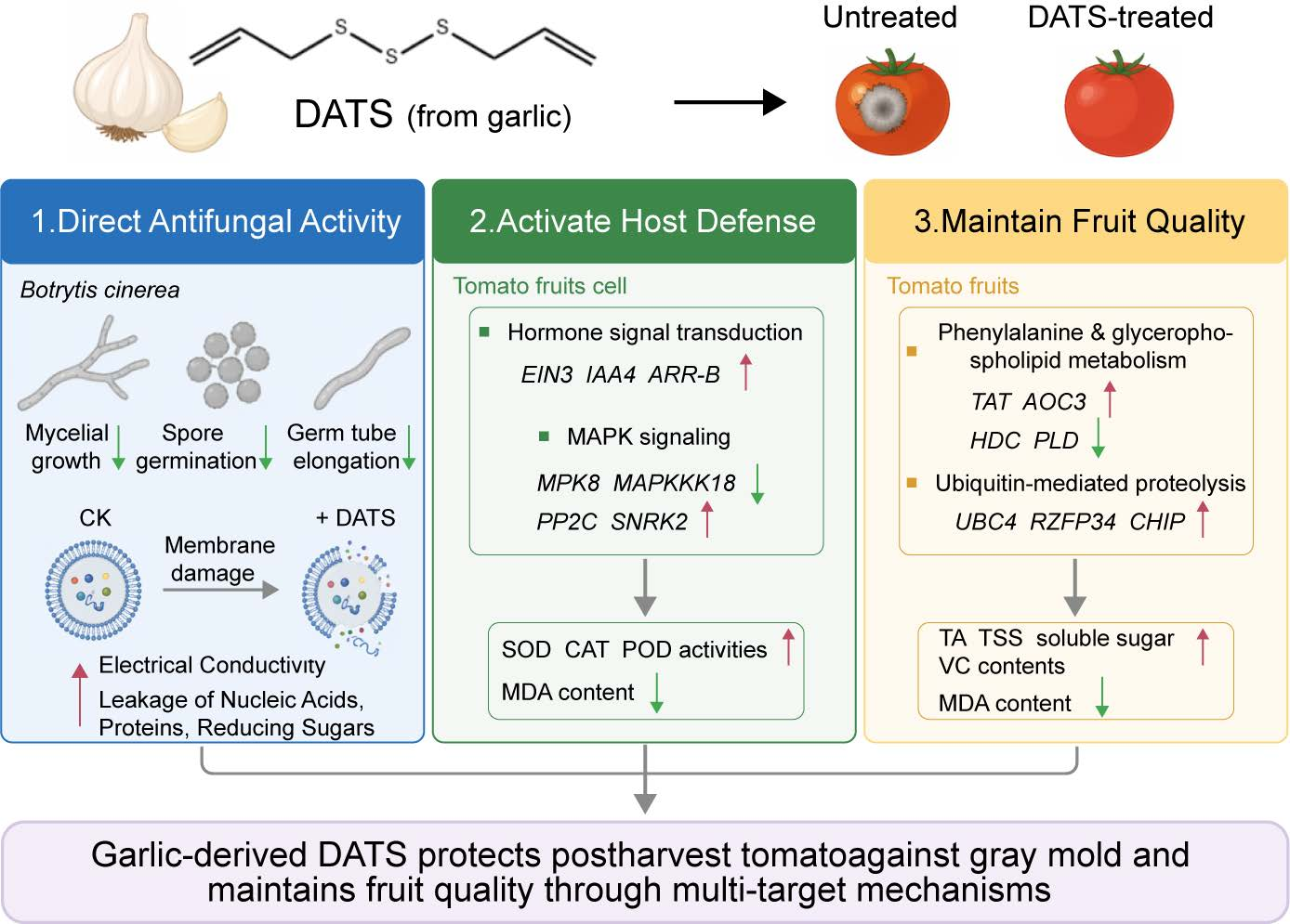 Diallyl Trisulfide Controls Postharvest Gray Mold and Maintains Tomato ...