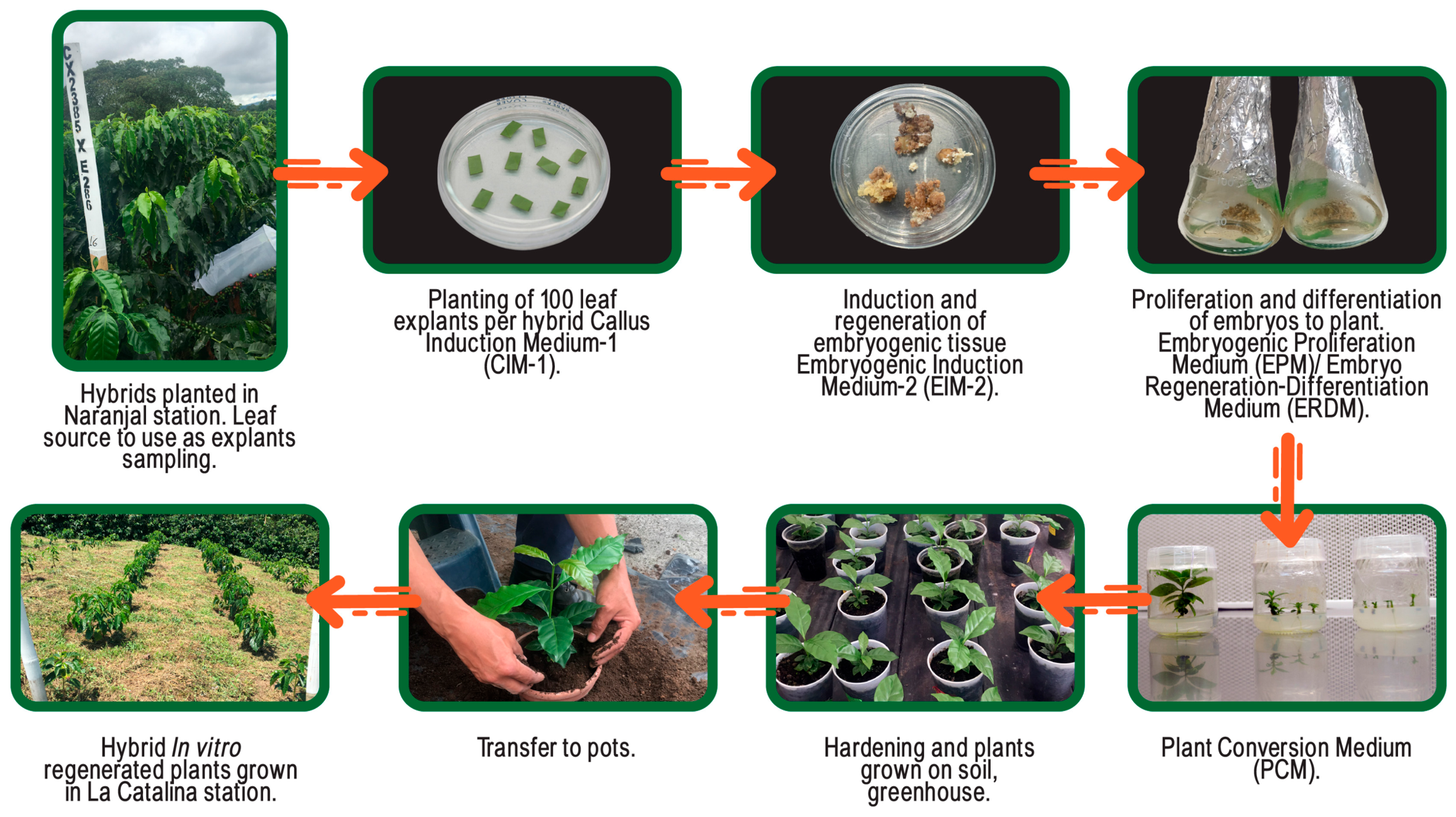 F1 Coffee Hybrids: Combining High Productivity with Genetic Resistance ...