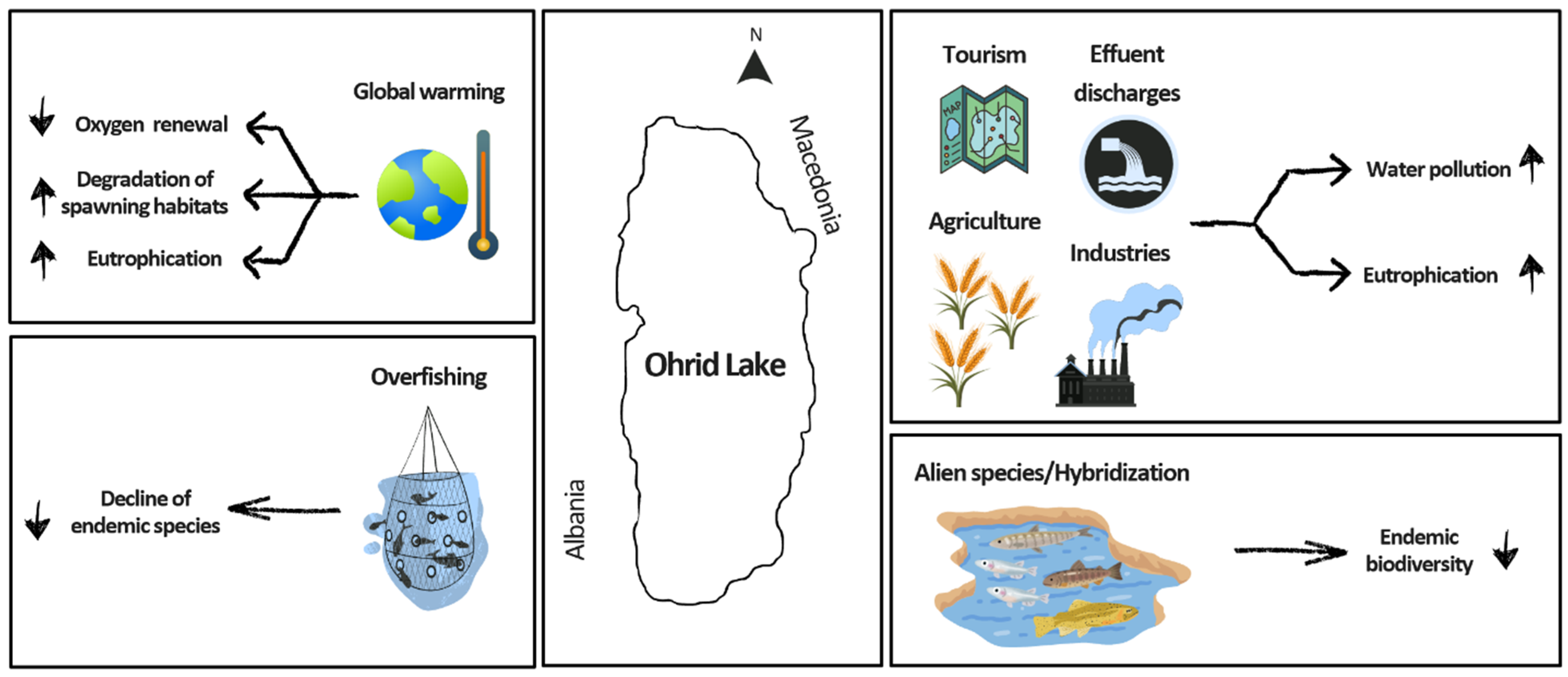 The Ohrid Trout: A “Living Fossil” Endemic to Lake Ohrid Left Behind by ...
