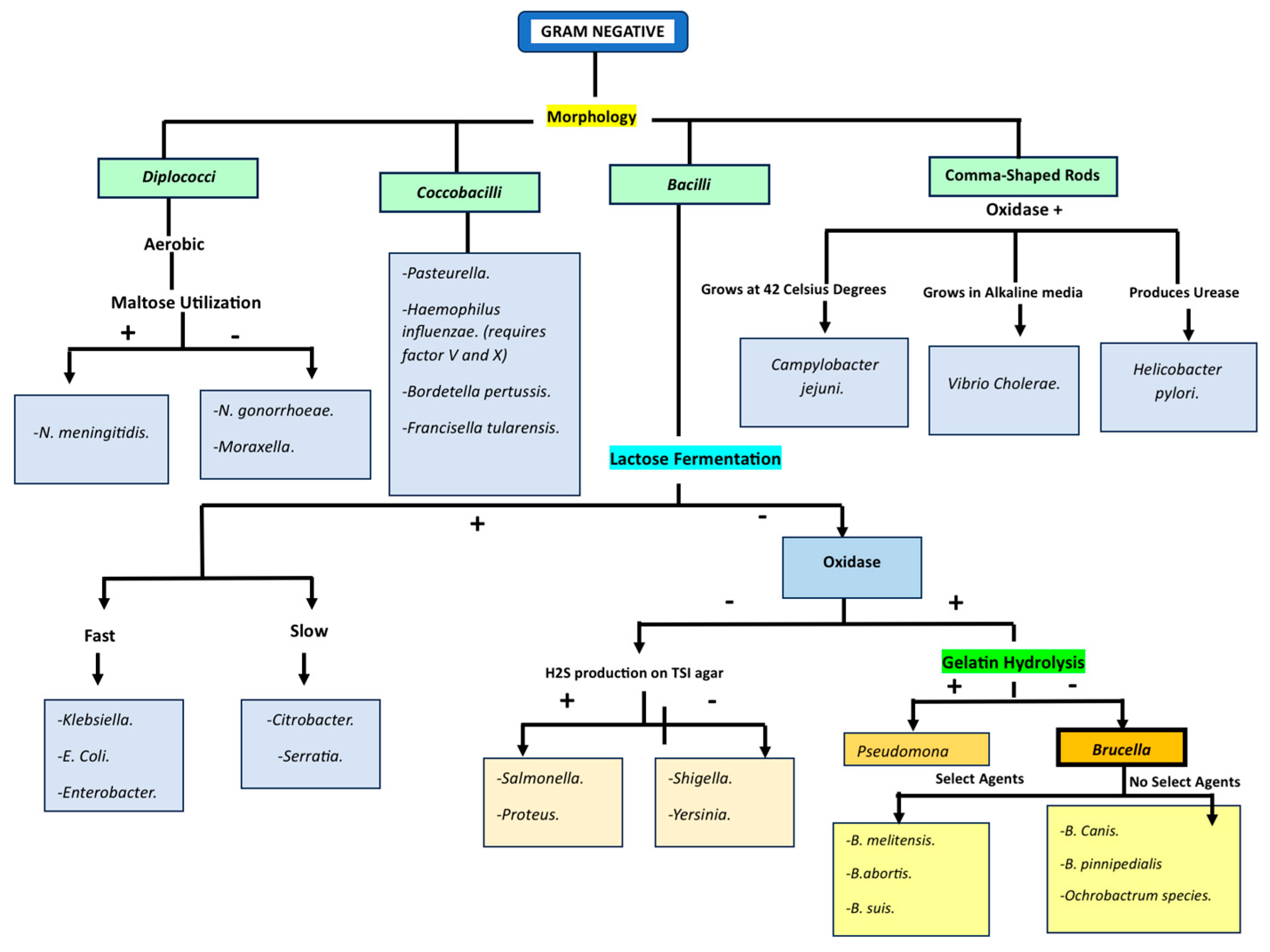 Brucella anthropi Endocarditis: An Unusual Pathogen
