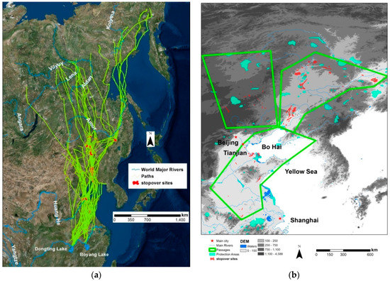 Bird Satellite Tracking Revealed Critical Protection Gaps in East Asian ...