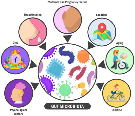 Exploring the Relationship between the Gut Microbiota and Ageing: A ...