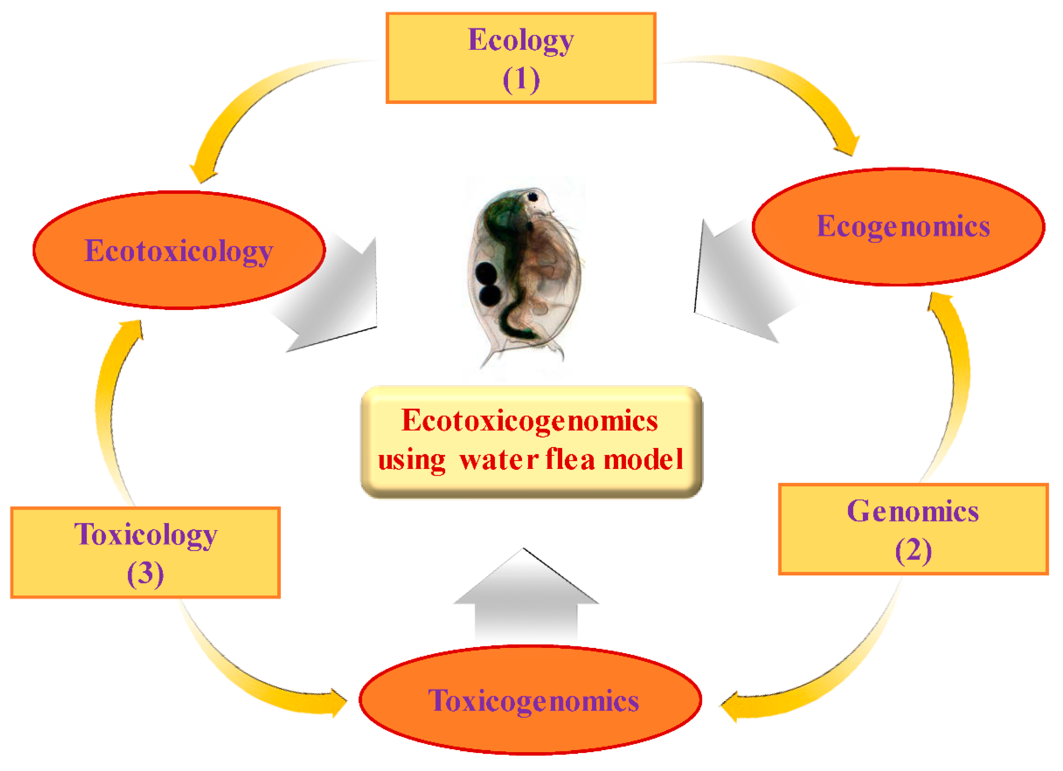 IJMS Free Full Text Ecotoxicogenomic Approaches For Understanding IJMS Free Full Text Ecotoxicogenomic Approaches For Understanding