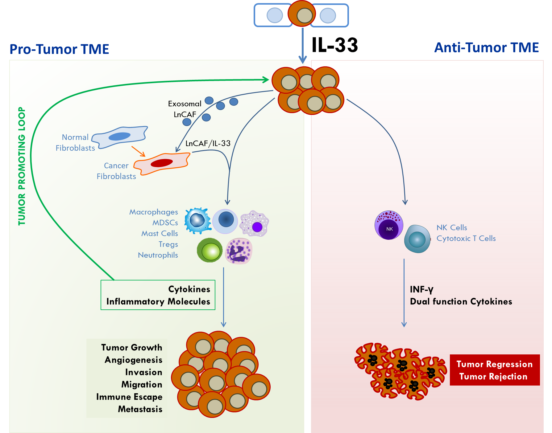 IJMS Free Full Text The Role Of IL 33 ST2 Pathway In Tumorigenesis IJMS Free Full Text The Role Of IL 33 ST2 Pathway In Tumorigenesis