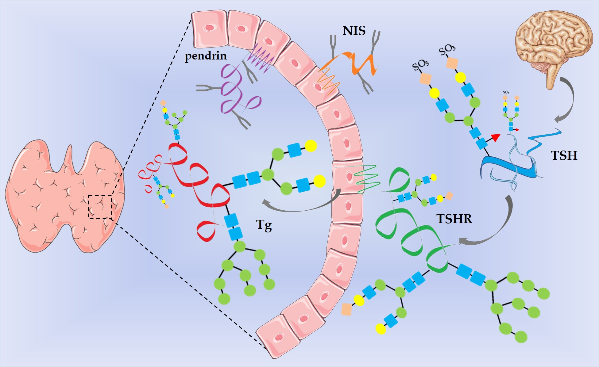 Thyroglobulin Structure Thyroglobulin Structure