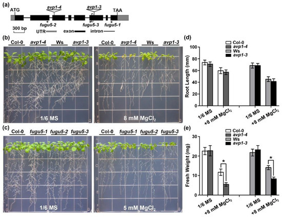 Vacuolar Proton Pyrophosphatase Is Required for High Magnesium ...