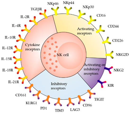 Natural Killer Cells and Current Applications of Chimeric Antigen ...