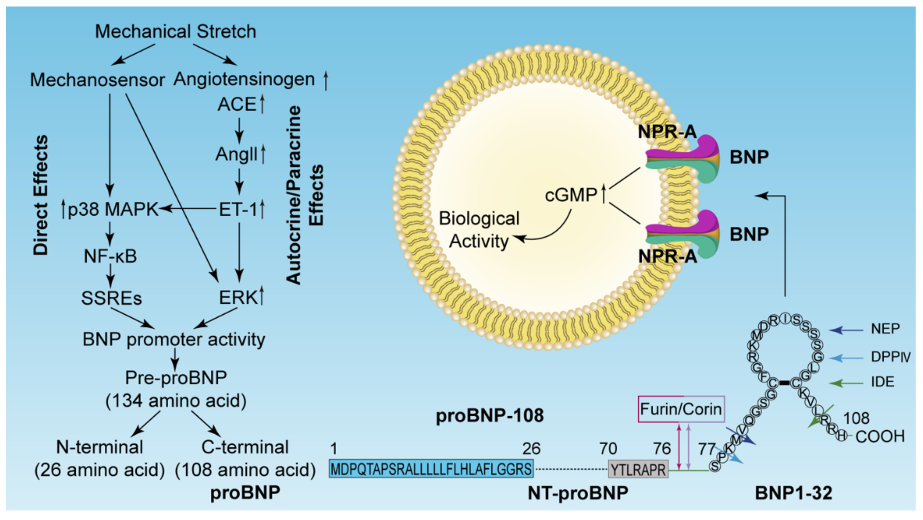 IJMS Free Full Text BNP And NT proBNP As Diagnostic Biomarkers For IJMS Free Full Text BNP And NT proBNP As Diagnostic Biomarkers For
