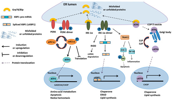IJMS | Free Full-Text | Unfolded Protein Response (UPR) in Survival ...