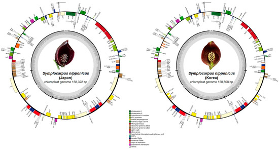 Comparison of Whole Plastome Sequences between Thermogenic Skunk ...