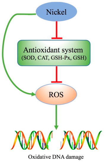 Nickel Carcinogenesis Mechanism: DNA Damage