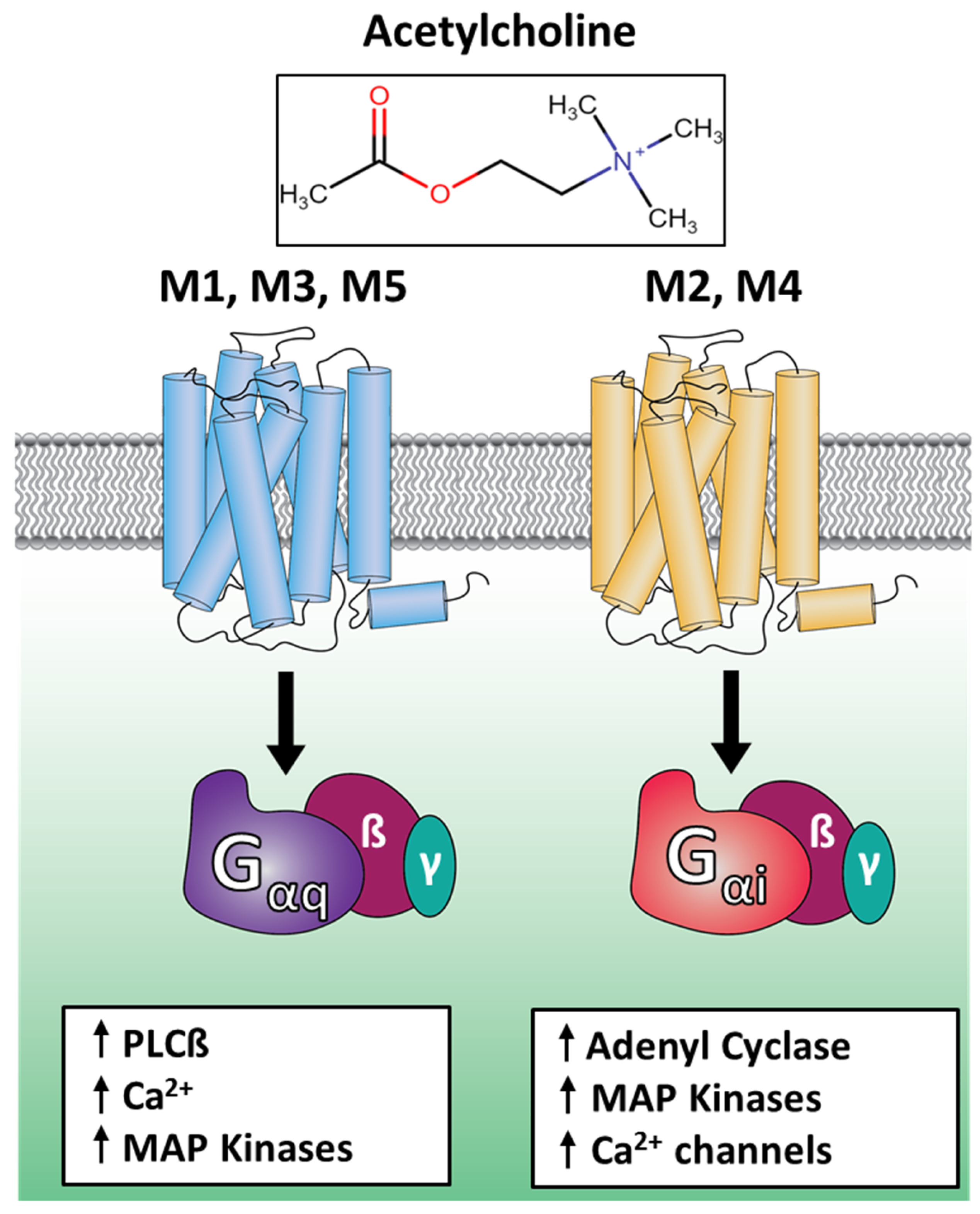 IJMS Free Full Text Understanding G Protein Selectivity Of IJMS Free Full Text Understanding G Protein Selectivity Of