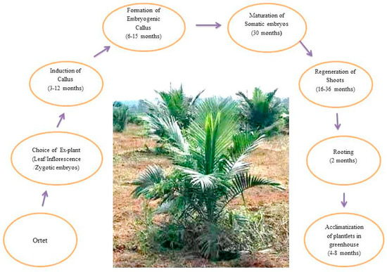 Progress in Tissue Culture and Genetic Transformation of Oil Palm: An ...