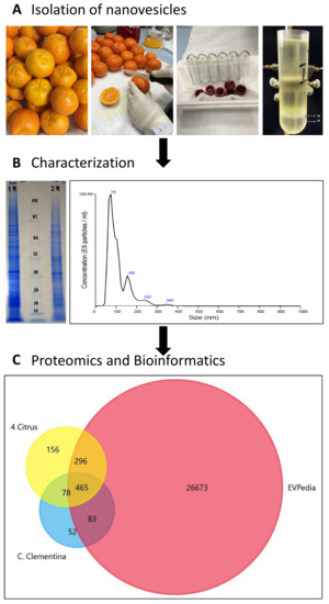 Membrane Transporters in Citrus clementina Fruit Juice-Derived Nanovesicles