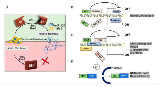 News about the Role of the Transcription Factor REST in Neurons: From ...