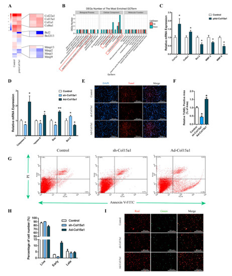 ColXV Aggravates Adipocyte Apoptosis by Facilitating Abnormal ...