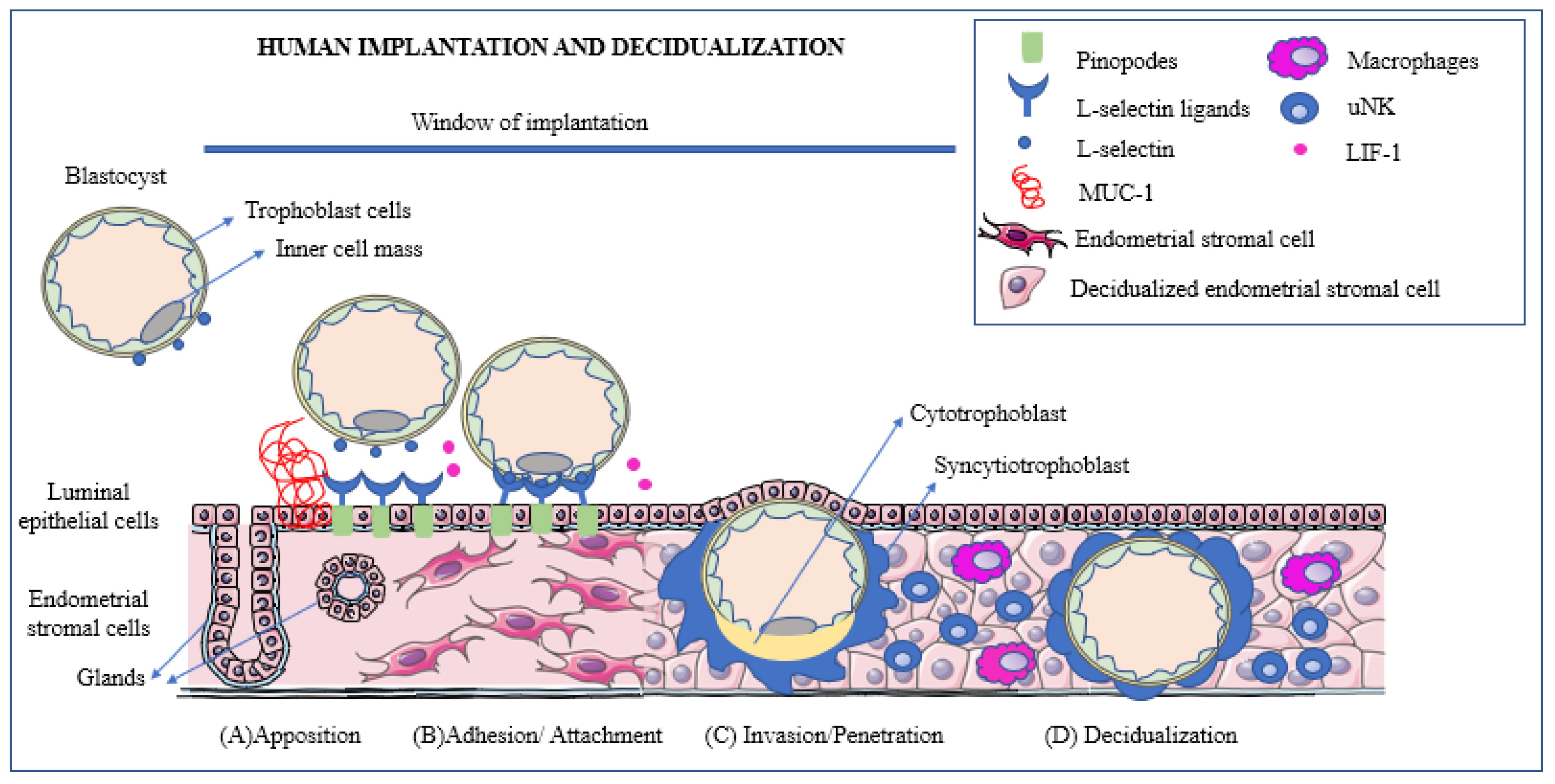 IJMS Free Full Text Physiologic Events Of Embryo Implantation And IJMS Free Full Text Physiologic Events Of Embryo Implantation And