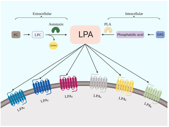 Lysophosphatidic Acid and Hematopoiesis: From Microenvironmental ...