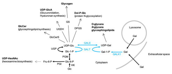 Defects in Galactose Metabolism and Glycoconjugate Biosynthesis in a ...