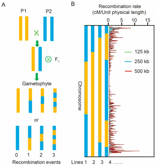 Recombination Pattern Characterization via Simulation Using Different ...