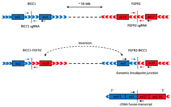 Generation of An Endogenous FGFR2–BICC1 Gene Fusion/58 Megabase ...