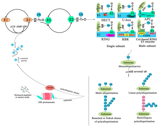 The Ubiquitin Conjugating Enzyme: An Important Ubiquitin Transfer ...