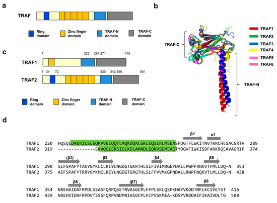 Comparison of Target Recognition by TRAF1 and TRAF2