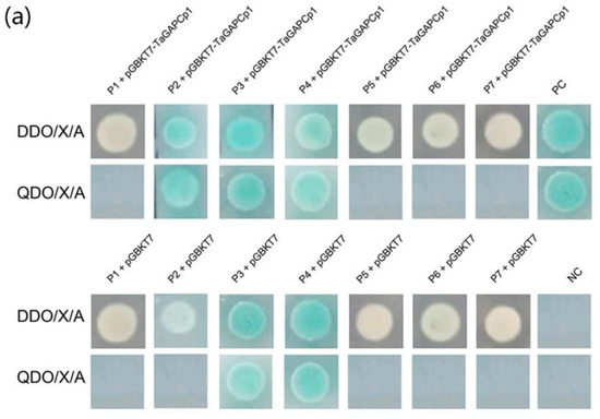 Correction: Xixi, Li., et al. The Plastidial Glyceraldehyde-3-Phosphate ...