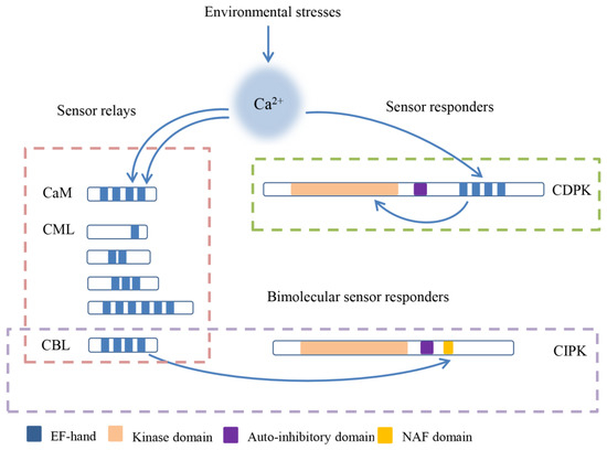 The CBL–CIPK Pathway in Plant Response to Stress Signals