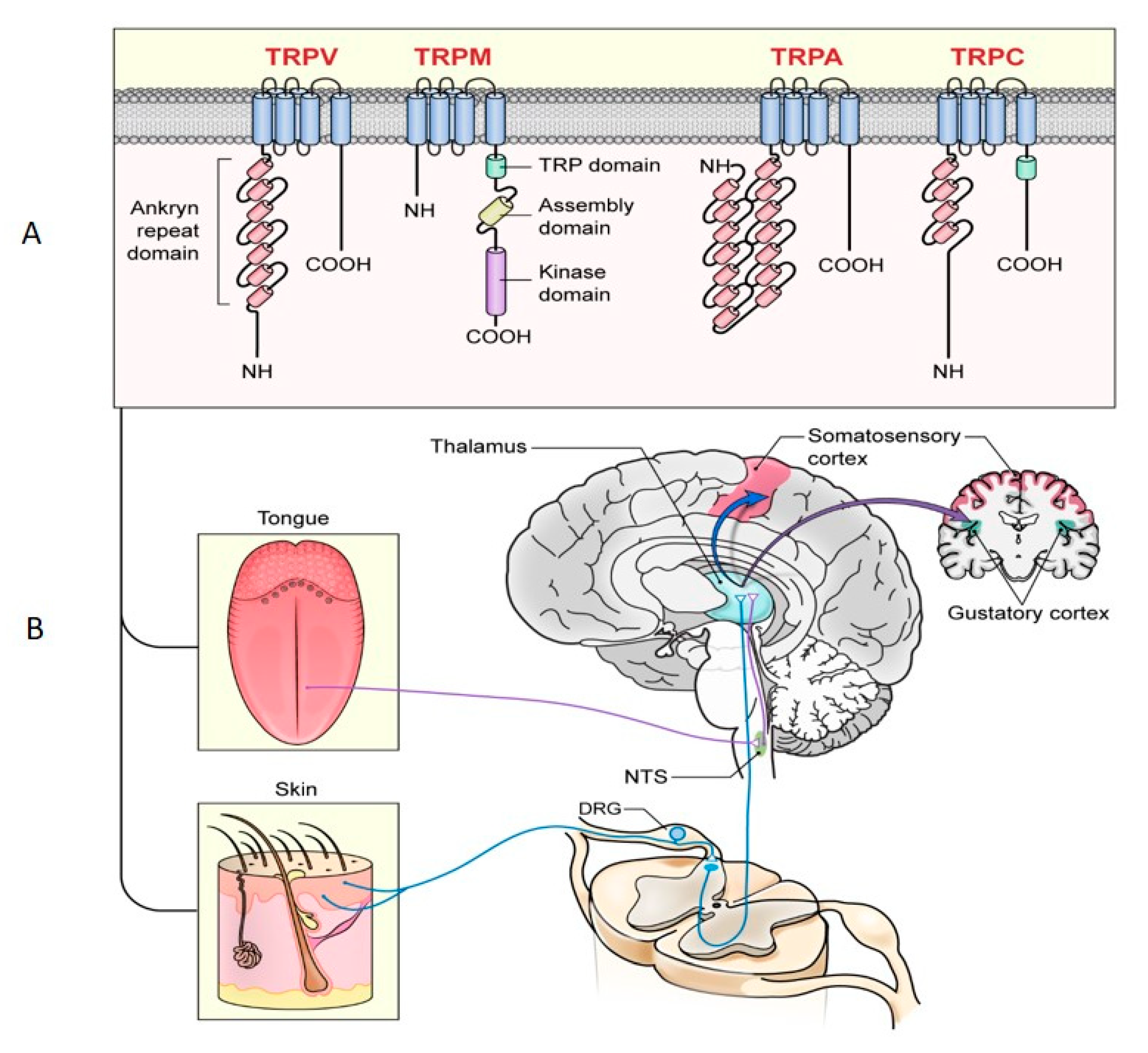 IJMS Free Full Text Taste The Pain The Role Of TRP Channels In IJMS Free Full Text Taste The Pain The Role Of TRP Channels In