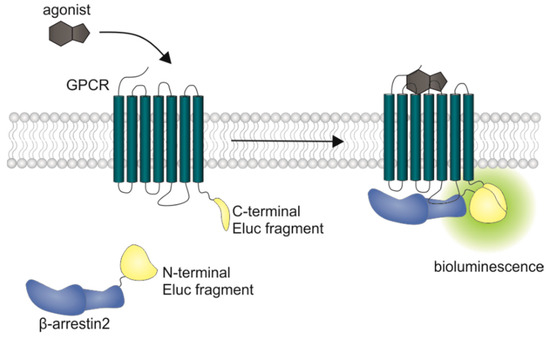 A Split Luciferase Complementation Assay for the Quantification of β ...