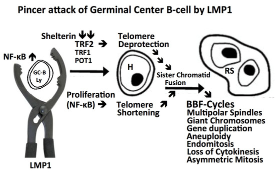 Molecular Pathogenesis of Hodgkin Lymphoma: Past, Present, Future