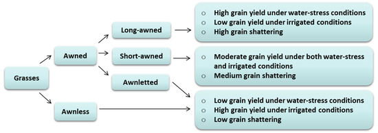Unveiling the Actual Functions of Awns in Grasses: From Yield Potential ...