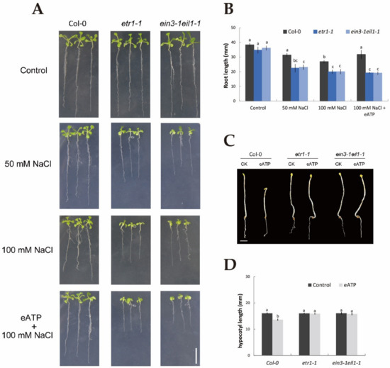 A Salt-Signaling Network Involving Ethylene, Extracellular ATP ...